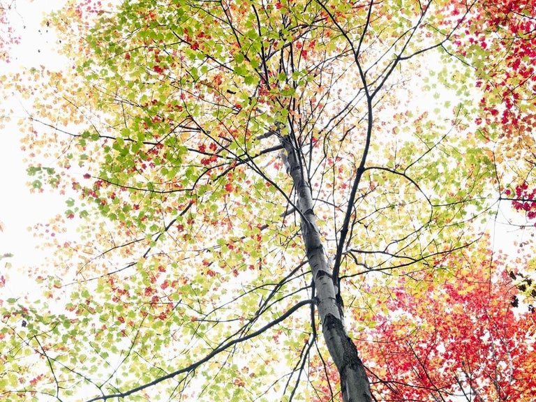 David Reinfeld - Traditional 22 - Autumnal abstract tree landscape with ...