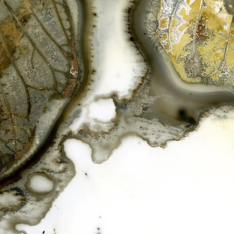 Edward Bateman - Leaf No. 7C3 For Sale at 1stDibs