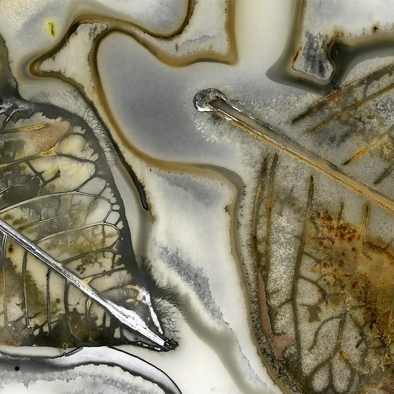 Edward Bateman - Leaf No. 7C1 For Sale at 1stDibs