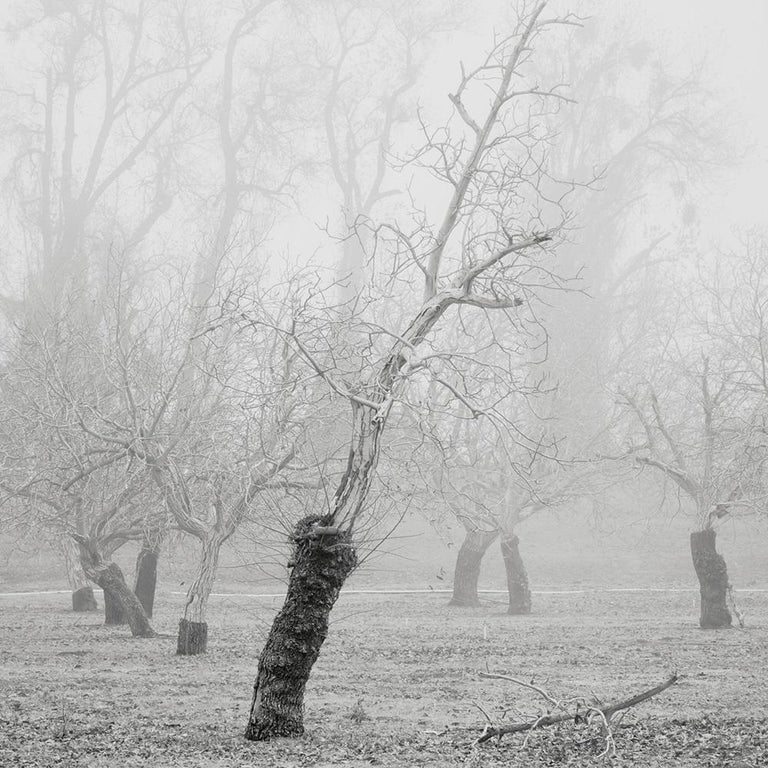 David Paul Bayles - Orchard for Arlo 60 For Sale at 1stDibs