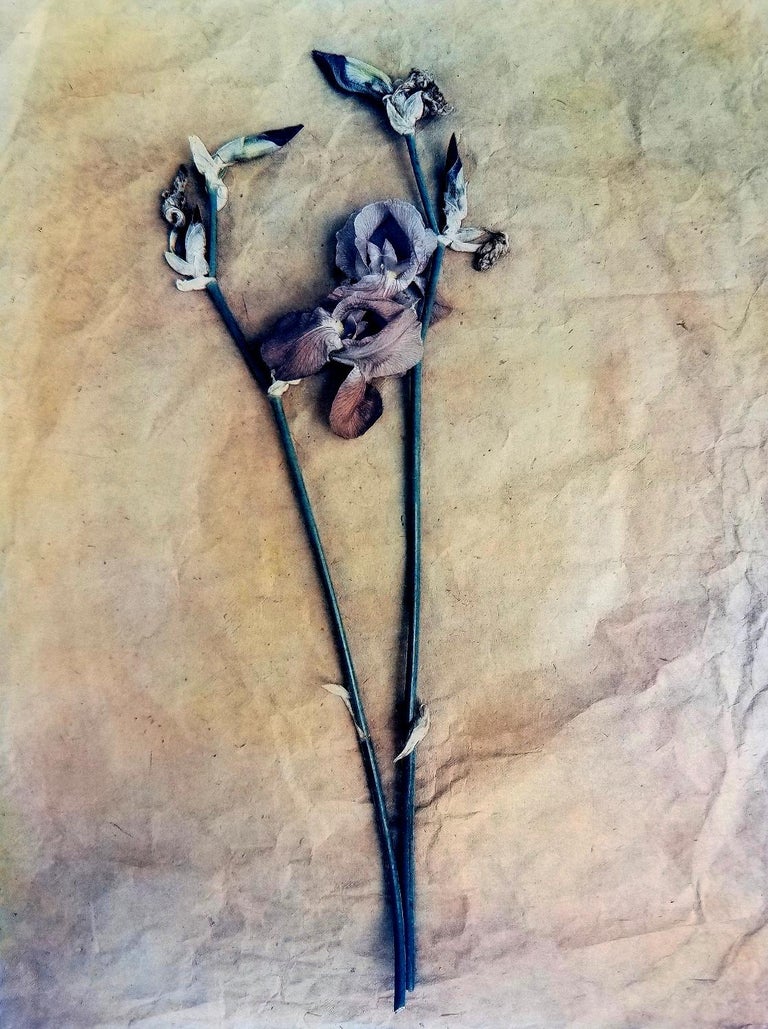 Diana Bloomfield - Bearded Iris For Sale at 1stDibs