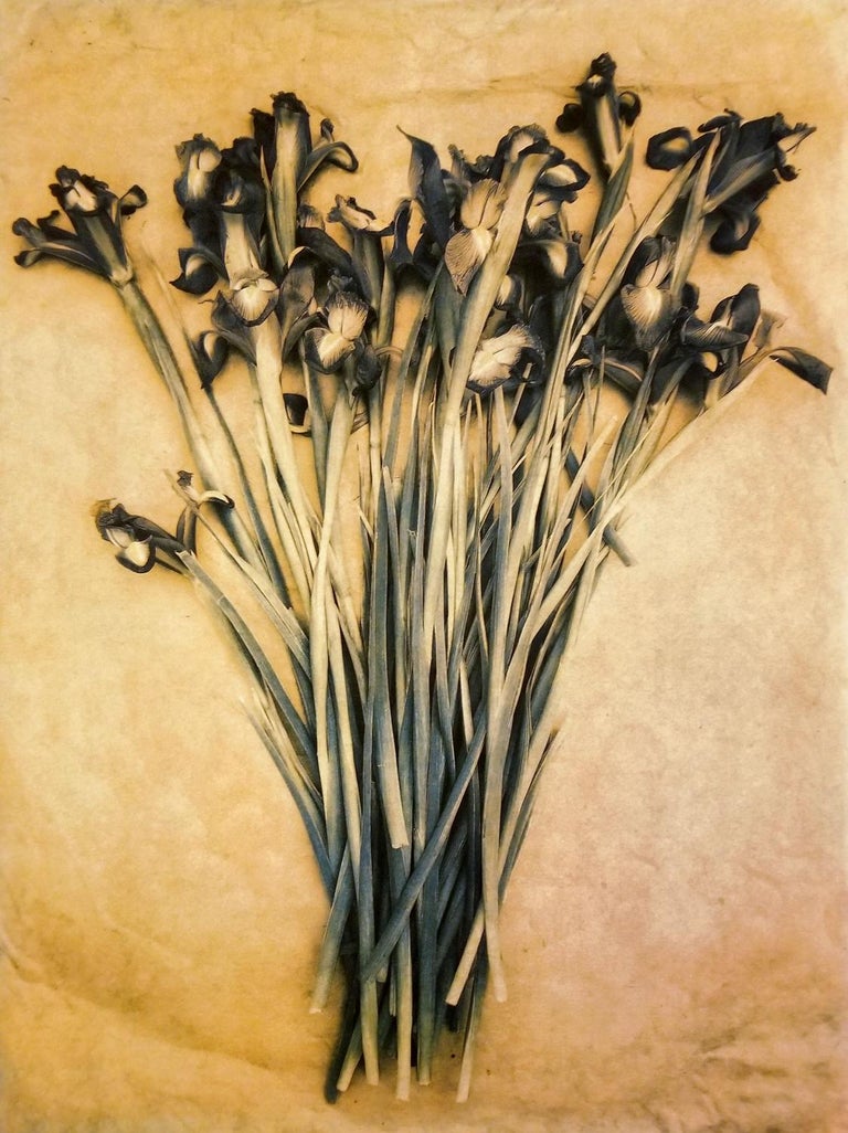 Diana Bloomfield - Debbie's Siberian Irises For Sale at 1stDibs