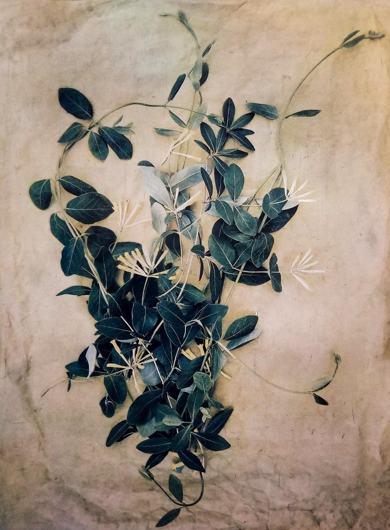 Diana Bloomfield - Honeysuckle For Sale at 1stDibs