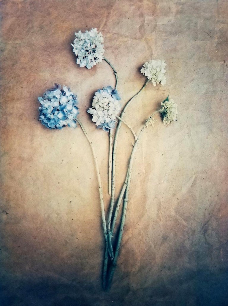 Diana Bloomfield - Hydrangea For Sale at 1stDibs