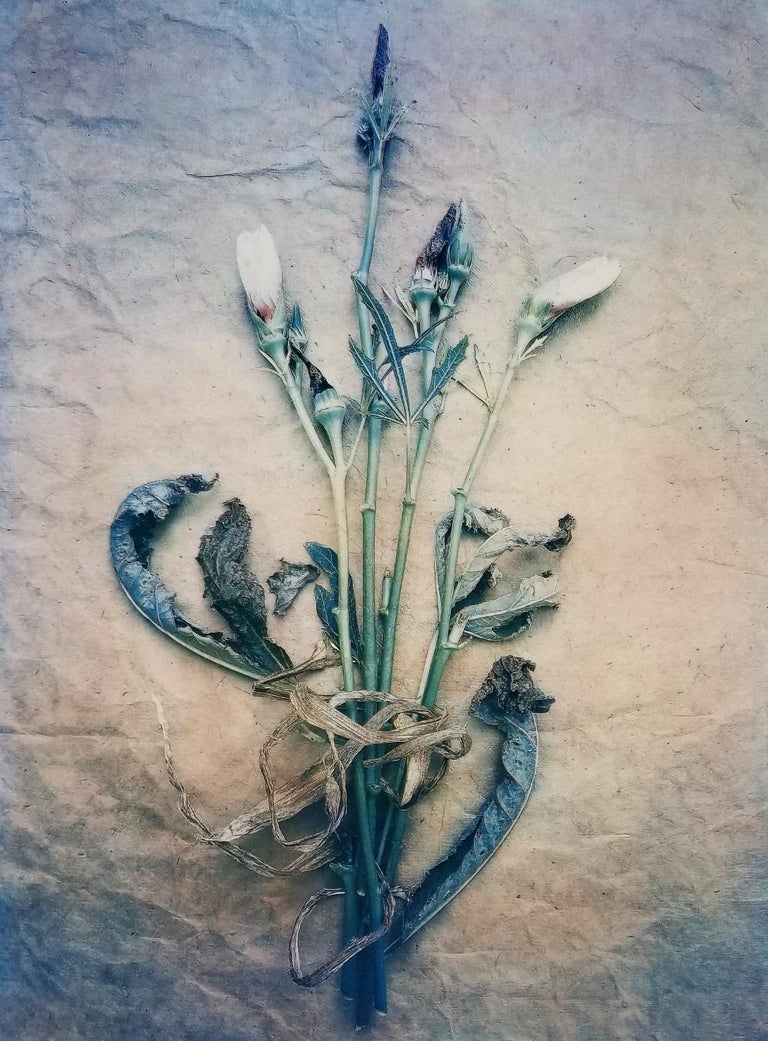 Diana Bloomfield - November Okra For Sale at 1stDibs