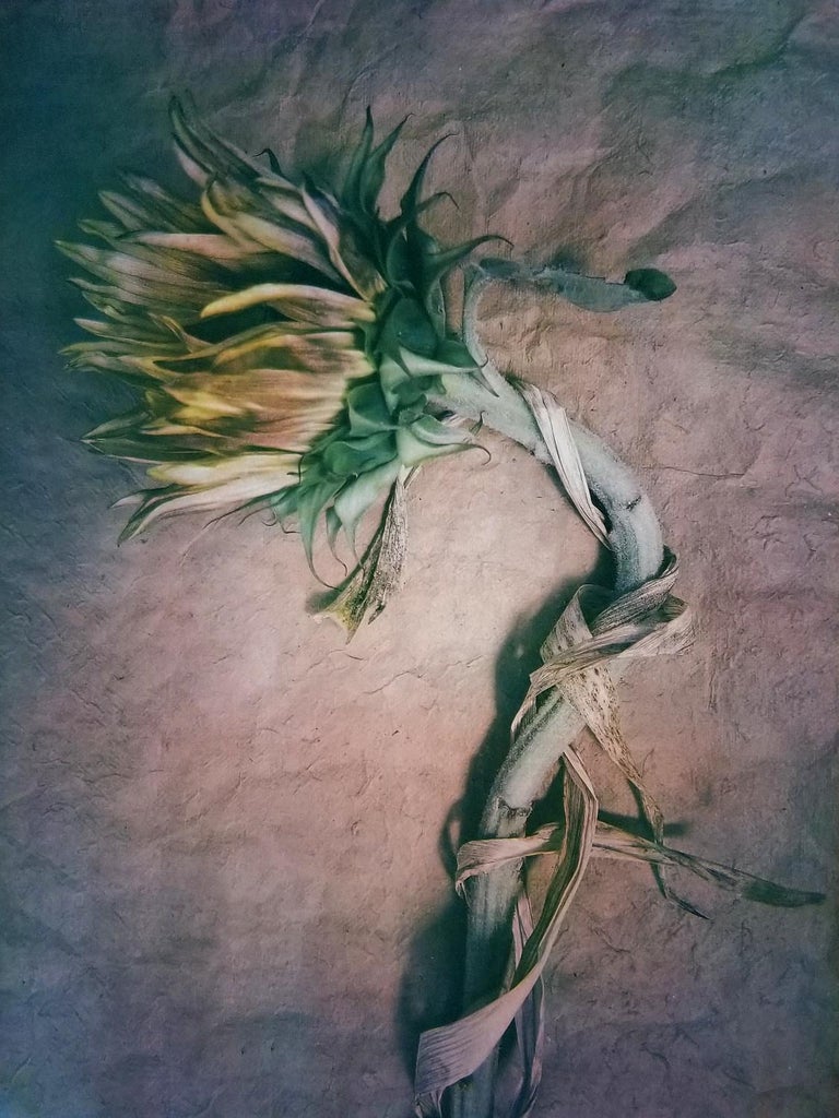 Diana Bloomfield - Sunflower For Sale at 1stDibs