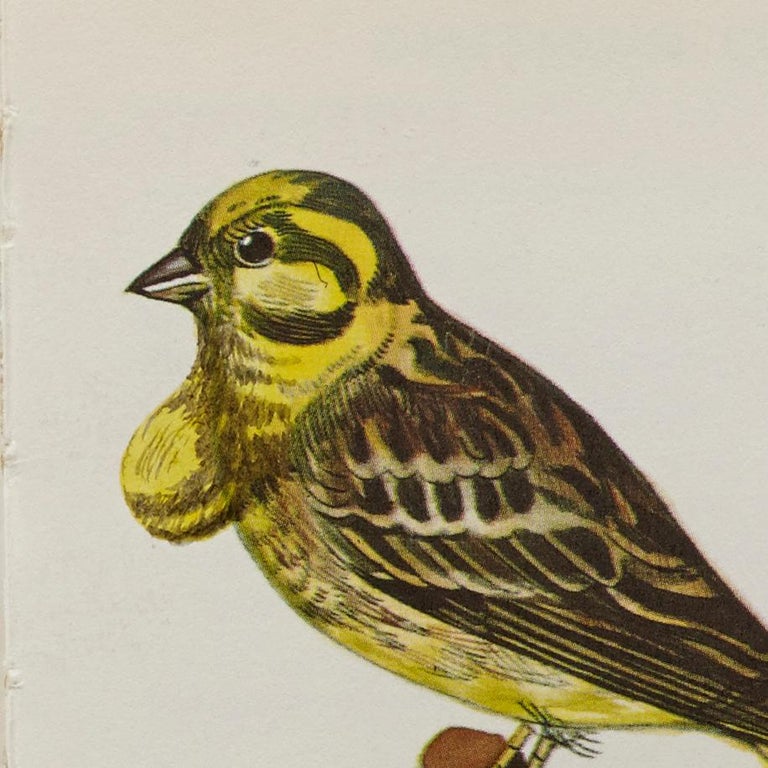 Yelena Popova - "The Yellow Hammer", conceptual drawing, bird, nuclear ...