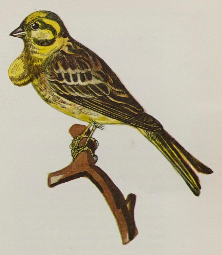 Yelena Popova - "The Yellow Hammer", conceptual drawing, bird, nuclear ...