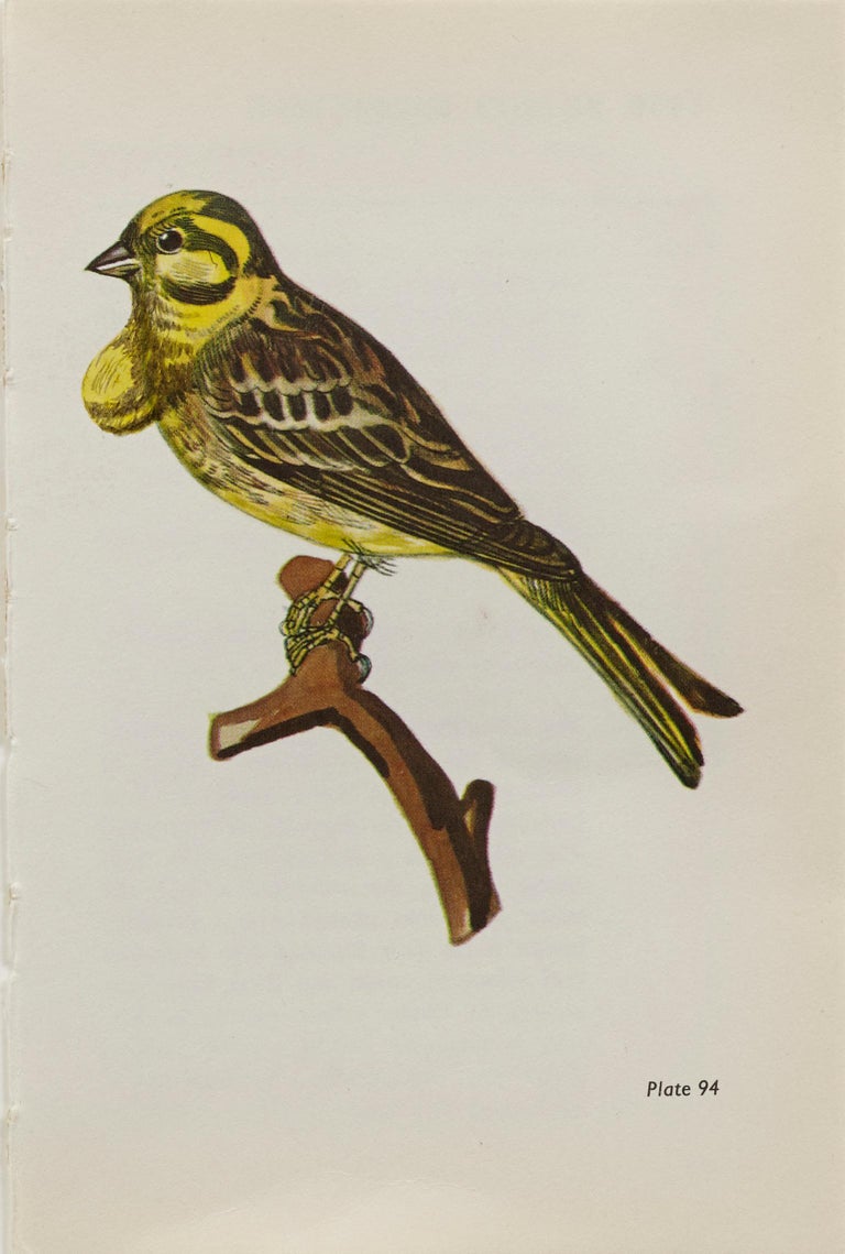 Yelena Popova - "The Yellow Hammer", conceptual drawing, bird, nuclear ...