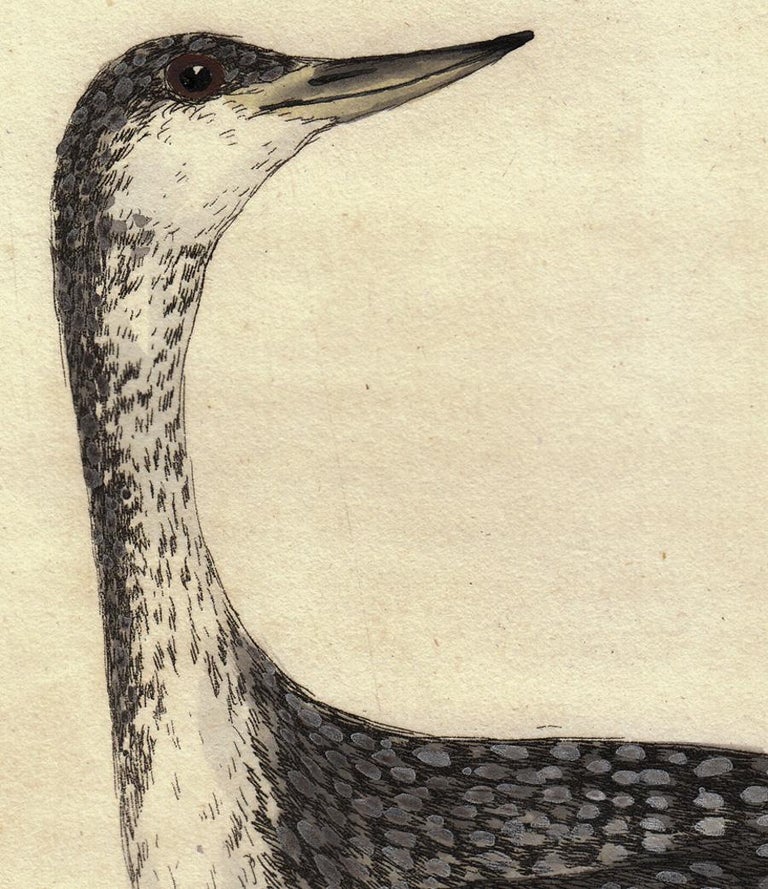 William Lewin - Speckled-Diver, Pl. 229 For Sale at 1stDibs