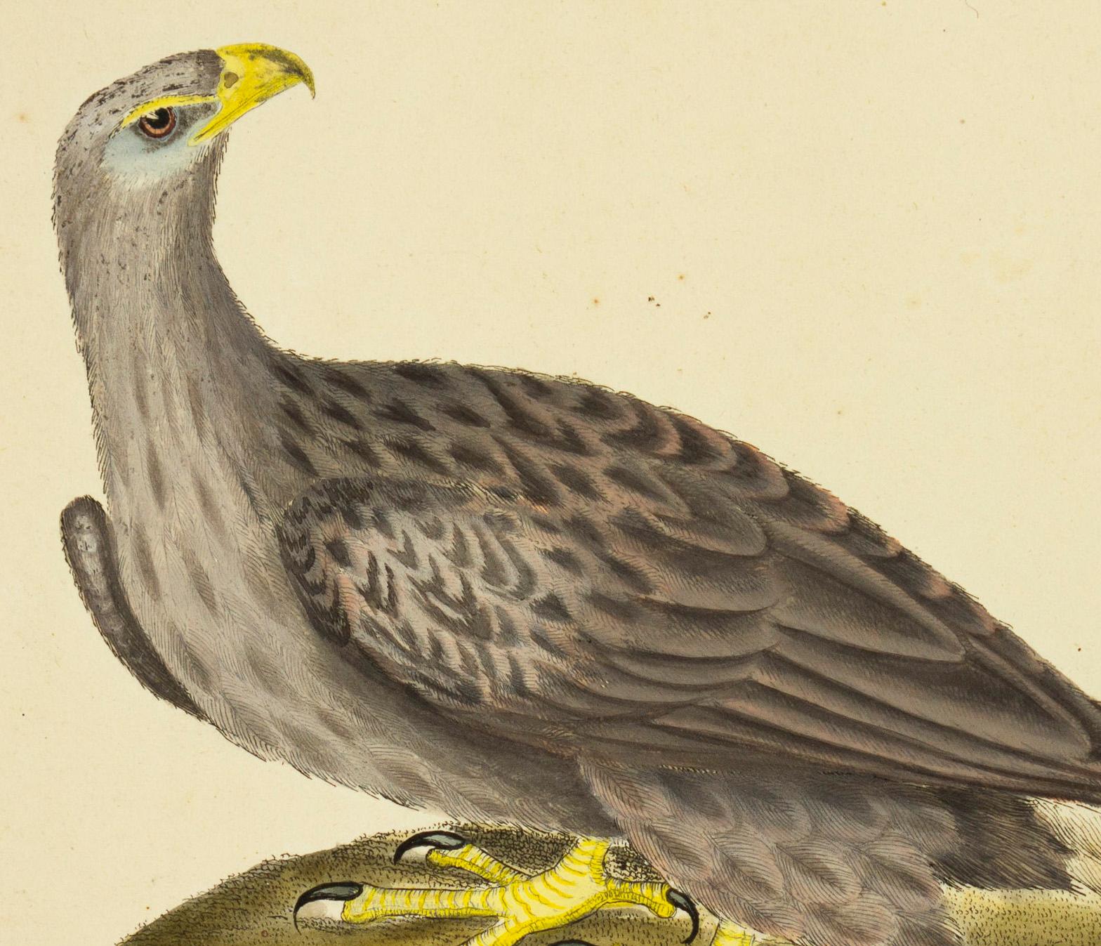 William Hayes - "Erne, " Antique Bird Print at 1stDibs | erne bird ...