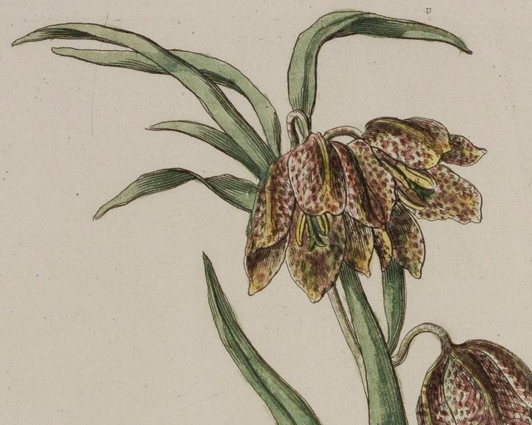 Georg Wolfgang Knorr - "Lazarus Bell with Purple Flowers," Vintage ...