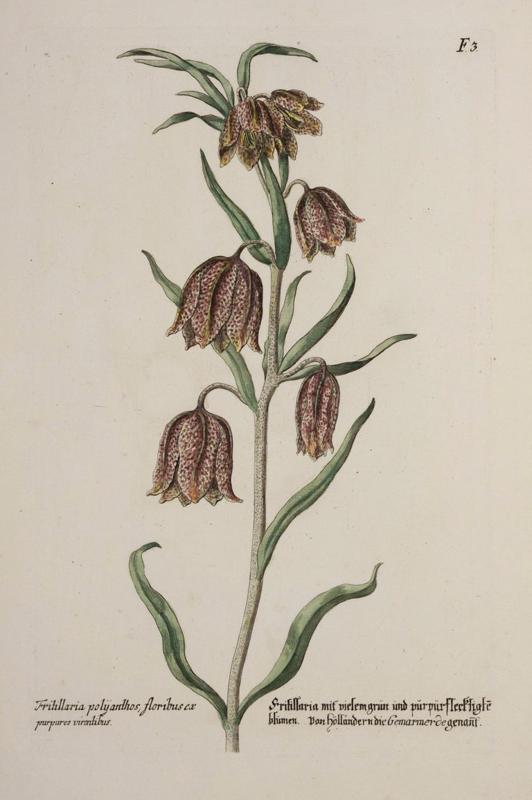 Georg Wolfgang Knorr - "Lazarus Bell with Purple Flowers," Vintage ...