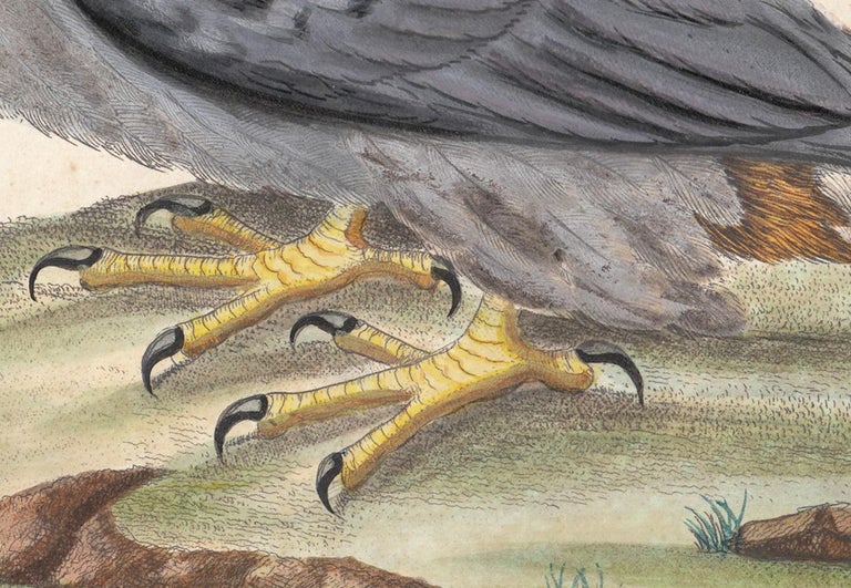 William Hayes - The Erne For Sale at 1stDibs