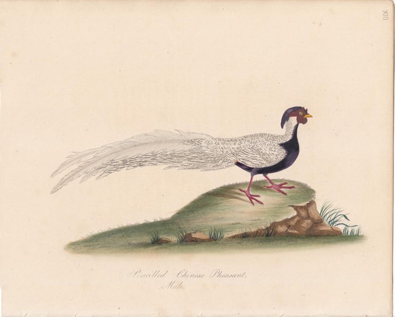 William Hayes - Pencilled Chinese Pheasant, Male For Sale at 1stDibs