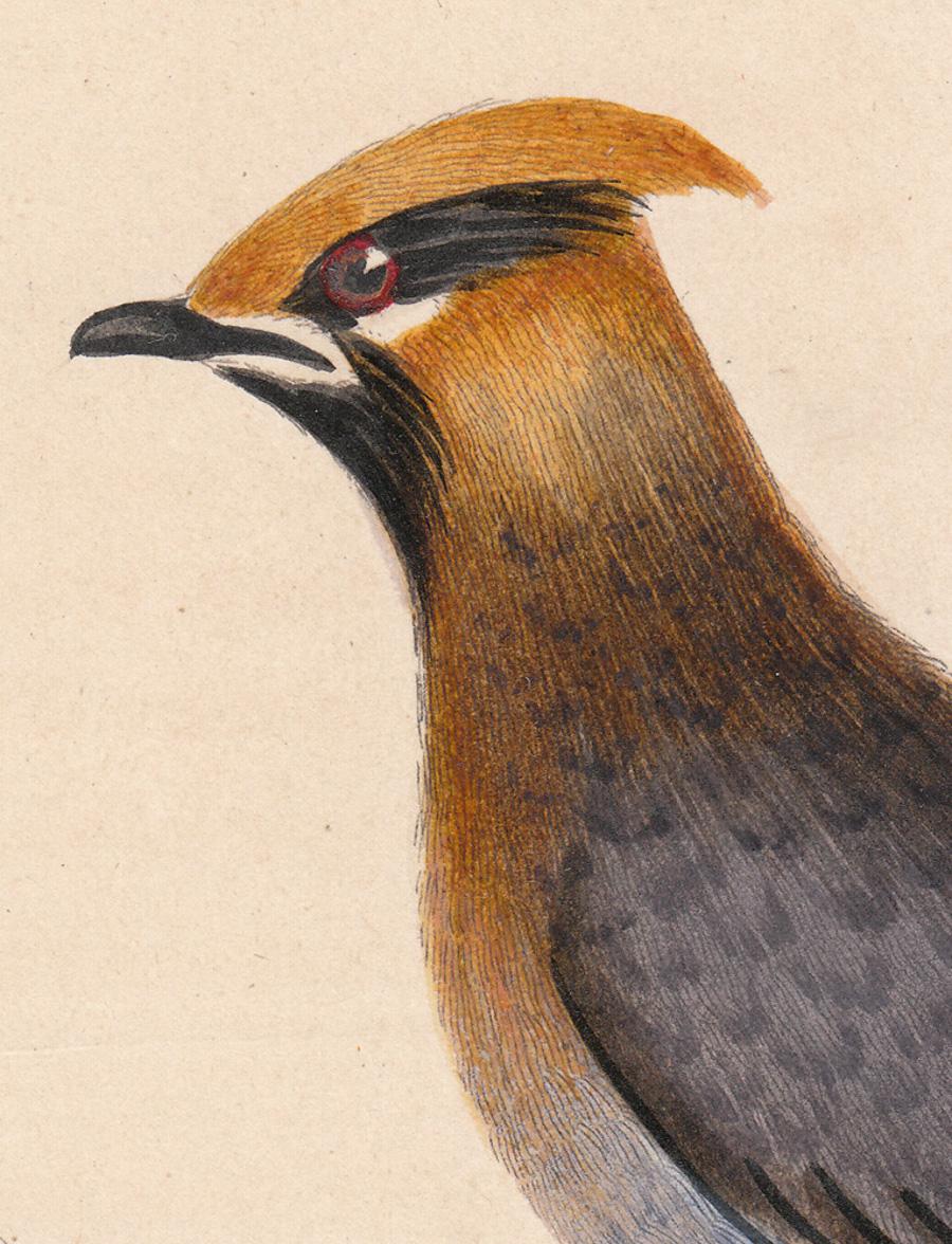 William Hayes - Waxen Chatterer, Male For Sale at 1stDibs | blue ...