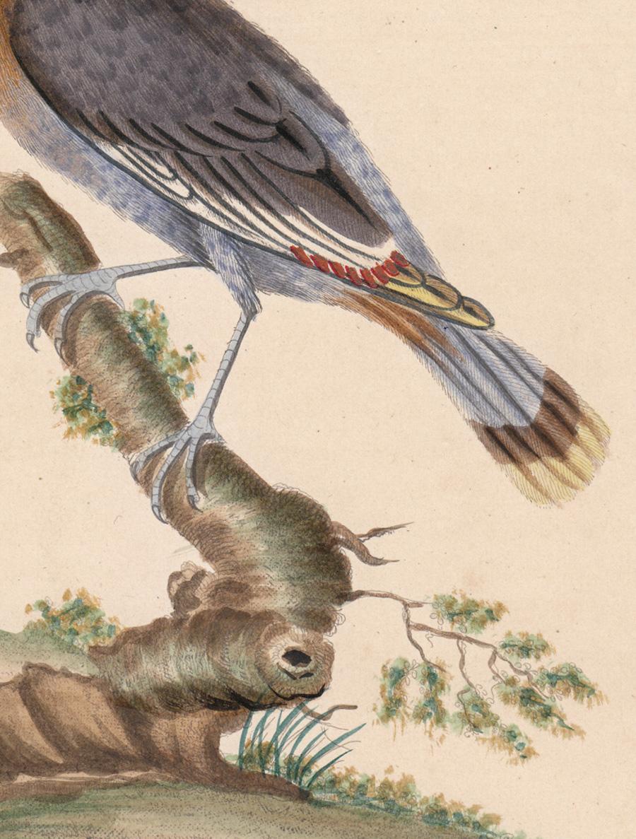 William Hayes - Waxen Chatterer, Male For Sale at 1stDibs | blue ...