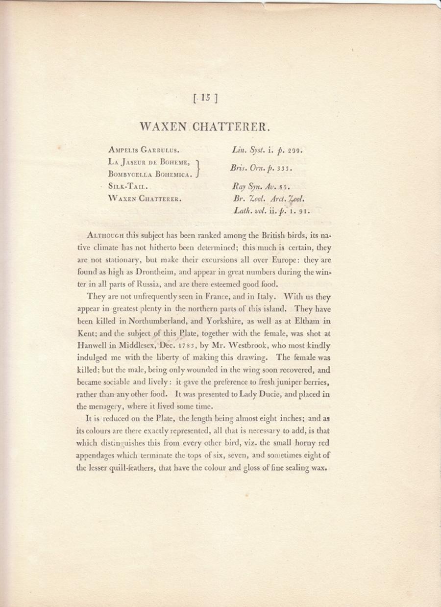 William Hayes - Waxen Chatterer, Male For Sale at 1stDibs | blue ...