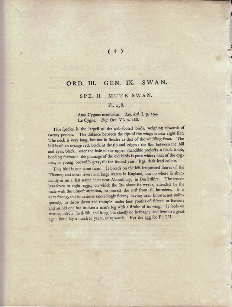 William Lewin - Mute Swan, Pl. 238 For Sale at 1stDibs