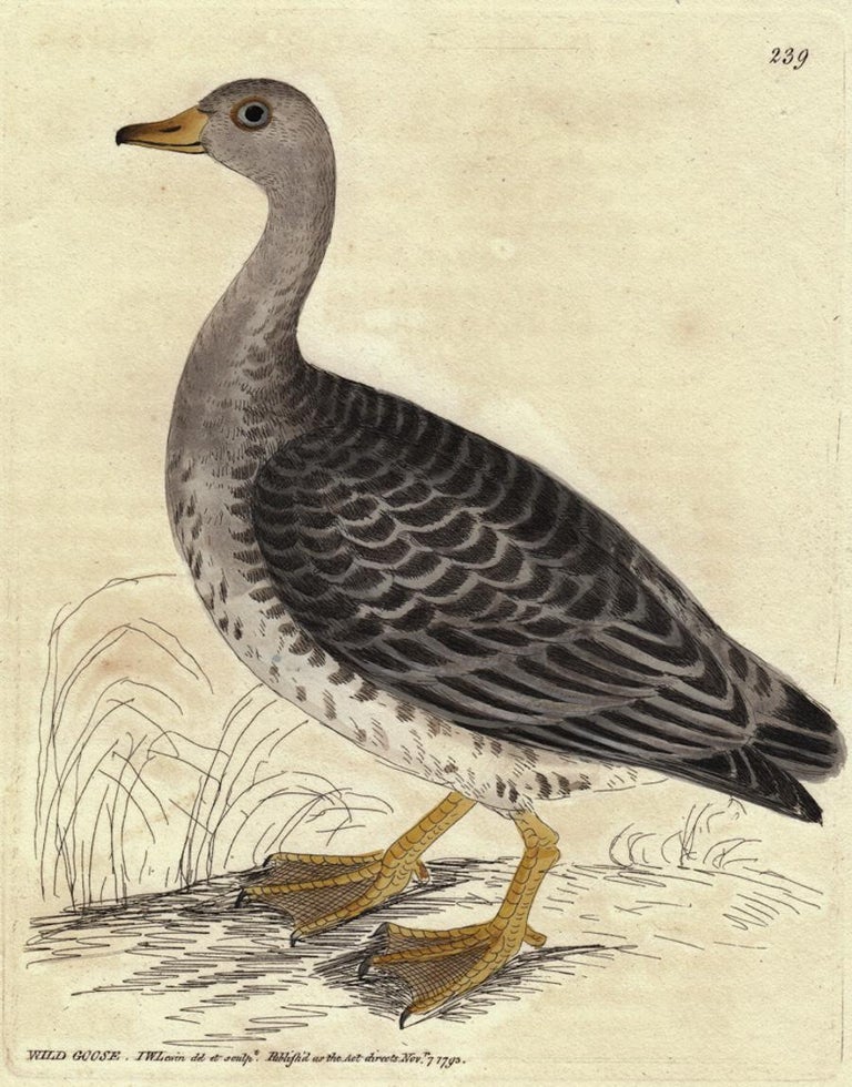 William Lewin - Wild Goose, Pl. 239 For Sale at 1stDibs