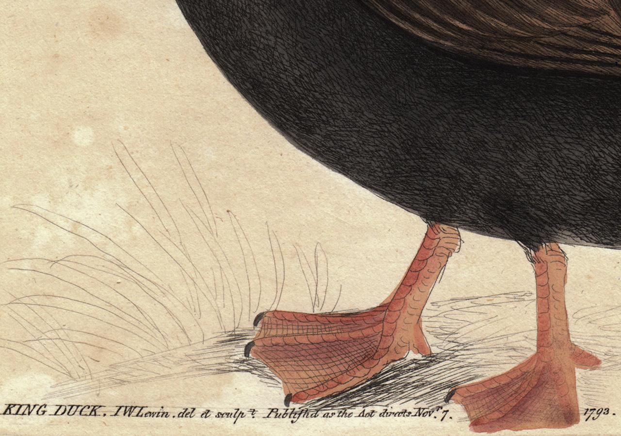 William Lewin - King Duck, Pl. 246 For Sale at 1stDibs | medium pl246 ...