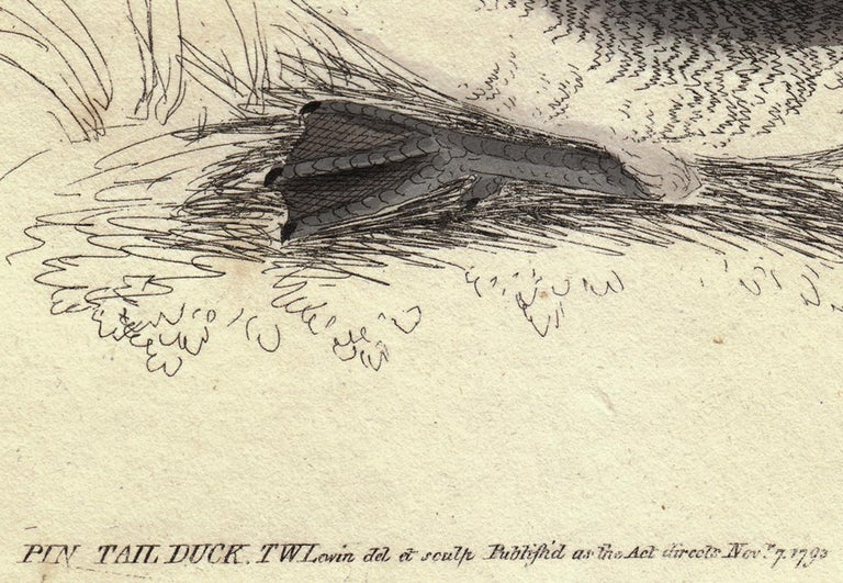 William Lewin - Pin Tail Duck, Pl. 263 For Sale at 1stDibs