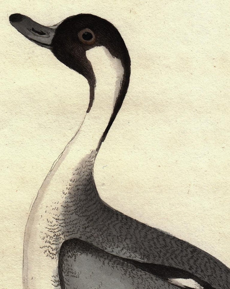 William Lewin - Pin Tail Duck, Pl. 263 For Sale at 1stDibs