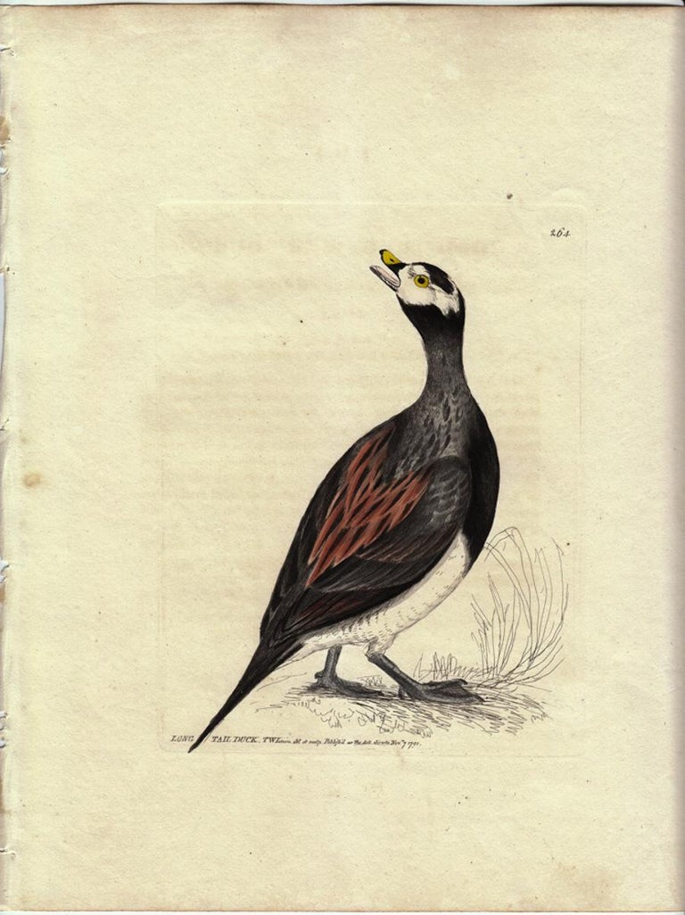 William Lewin - Long Tail Duck, Pl. 264 For Sale at 1stDibs