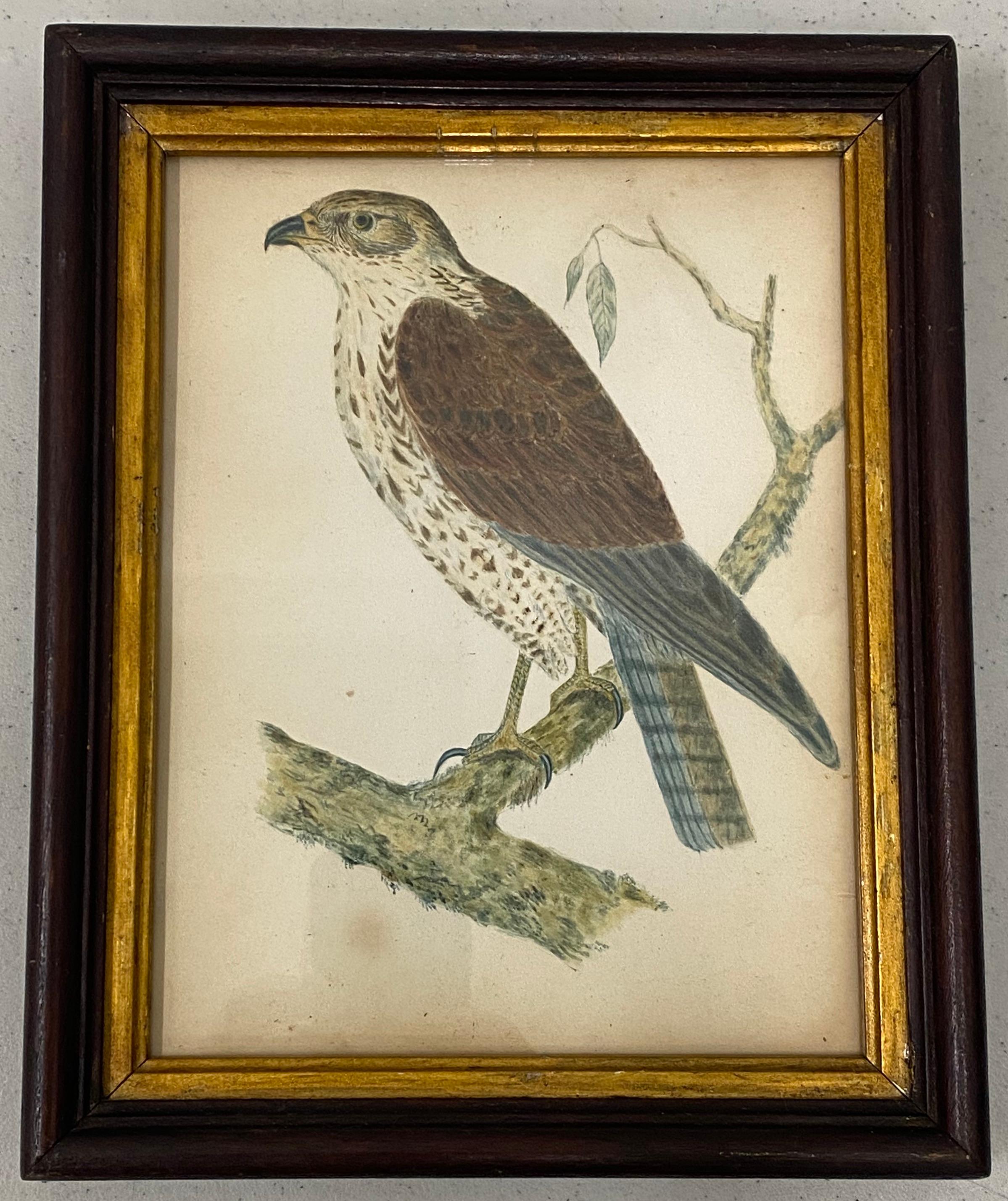 Hawk Drawing - 8 For Sale on 1stDibs | hawk sketch