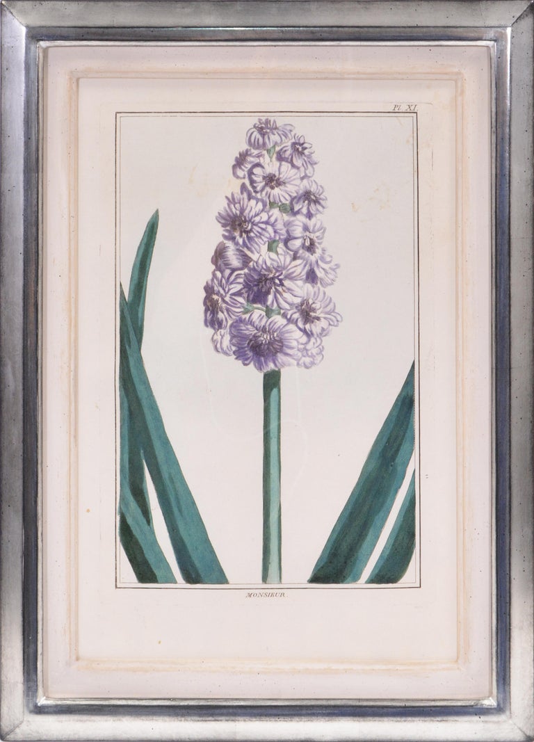 Pierre Joseph Buchoz - BUCHOZ. A Group of Six Hyacinths. at 1stDibs