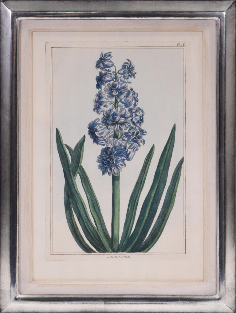 Pierre Joseph Buchoz - BUCHOZ. A Group of Six Hyacinths. at 1stDibs