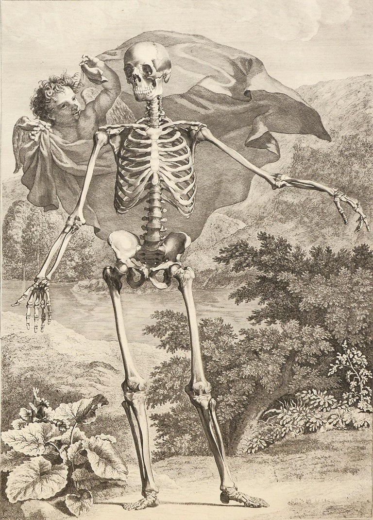 Bernard Siegfried Albinus - Pair of Anatomical Studies For Sale at 1stDibs