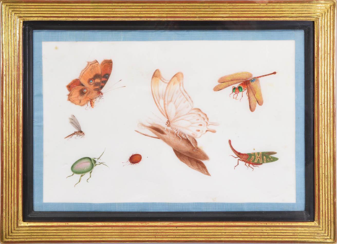 Unknown - Un grupo de doce mariposas e insectos . en venta en 1stDibs