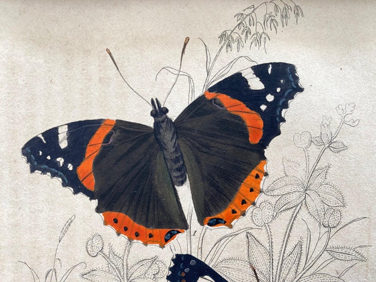 Sir William Jardine, 7th Baronet (after) - Antique Prints Rare Exotic ...