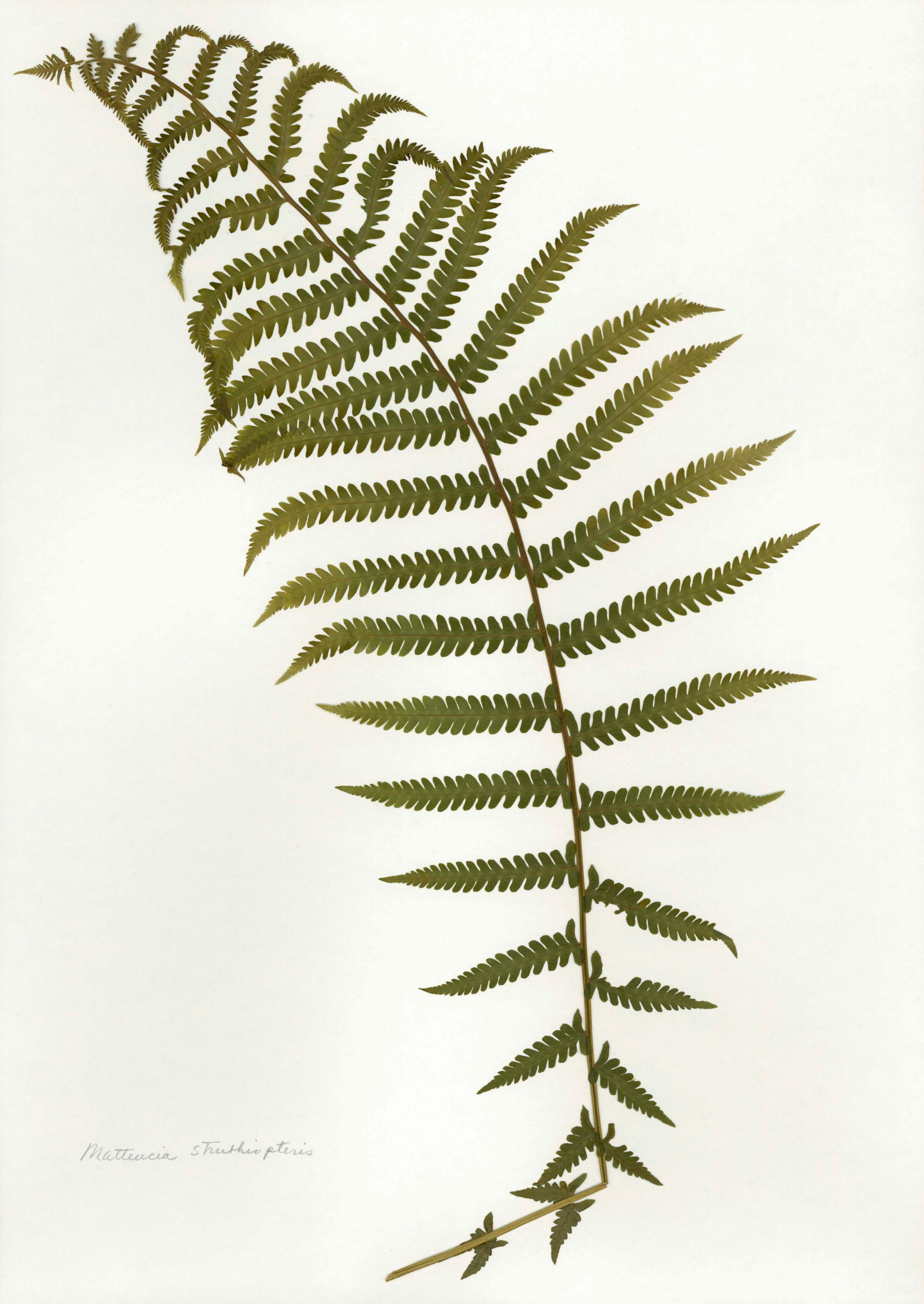 Heather Sandifer - Pressed Botanical Specimen For Sale at 1stDibs