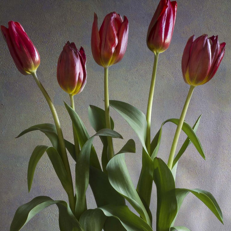 Albert Benaroya - Albert Benaroya (Israeli), Red Tulipss, oil on canvas ...