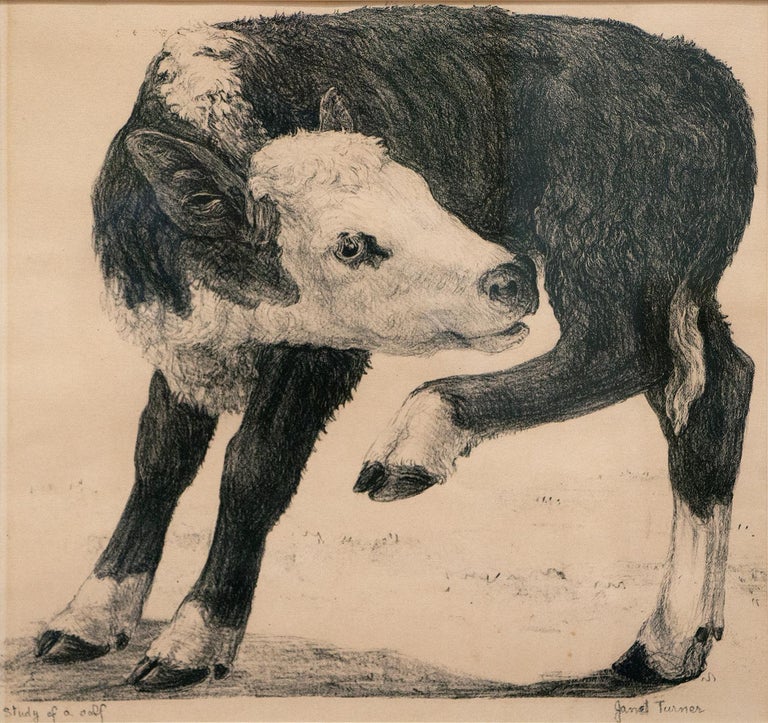 Janet Turner - "Study of a Calf" by Janet Turner, Lithograph, c. 1956 ...