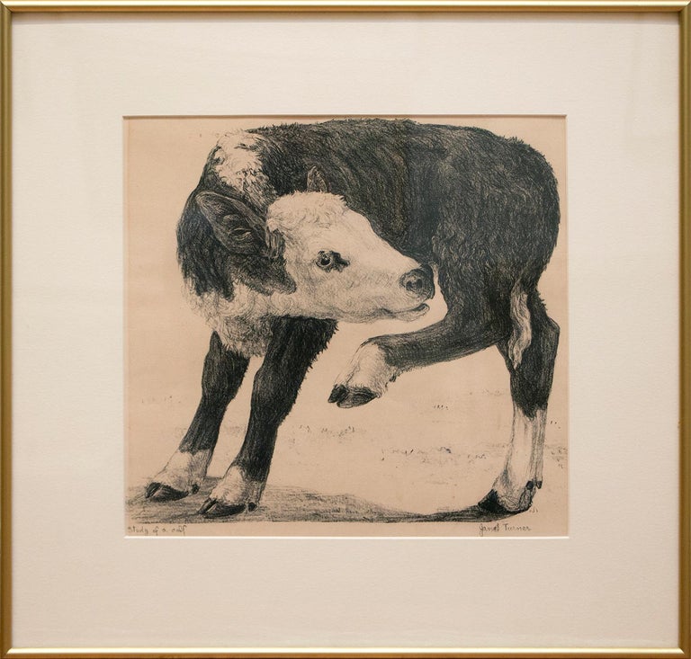 Janet Turner - "Study of a Calf" by Janet Turner, Lithograph, c. 1956 ...
