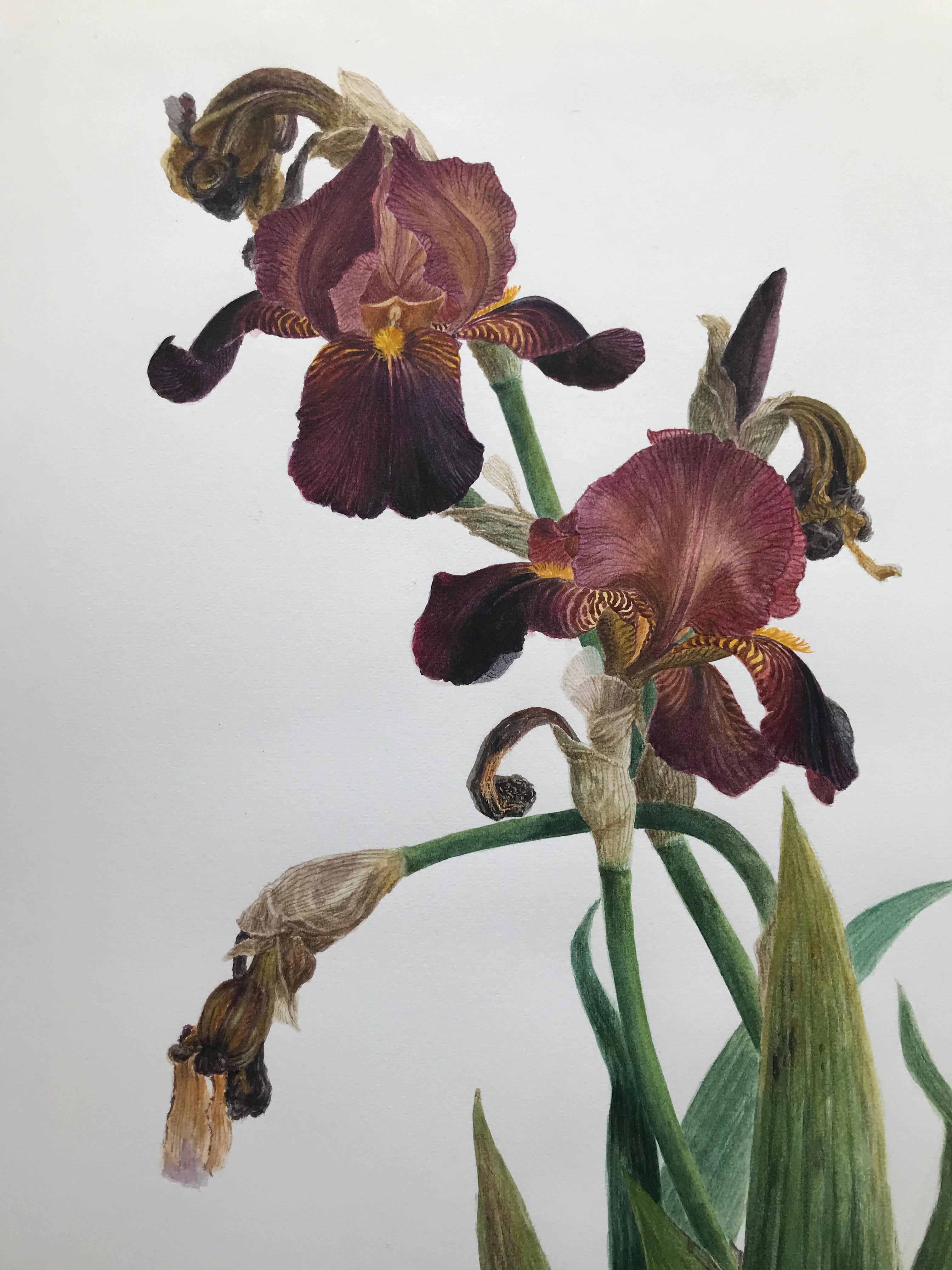 Glyn Morgan - Glyn Morgan, Benton End artist, Still life of Iris at ...