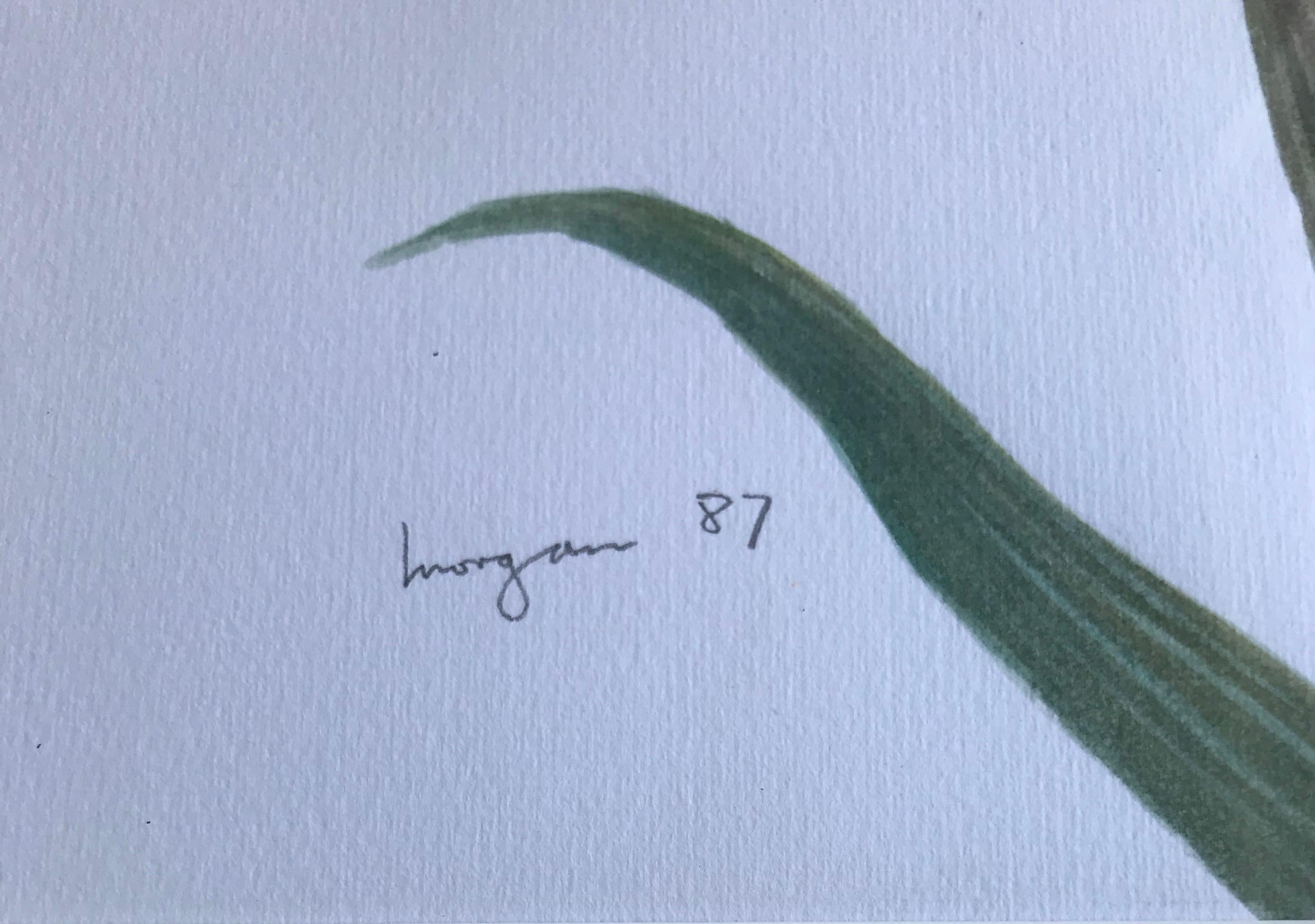 Glyn Morgan - Glyn Morgan, Benton End artist, Still life of Iris at ...