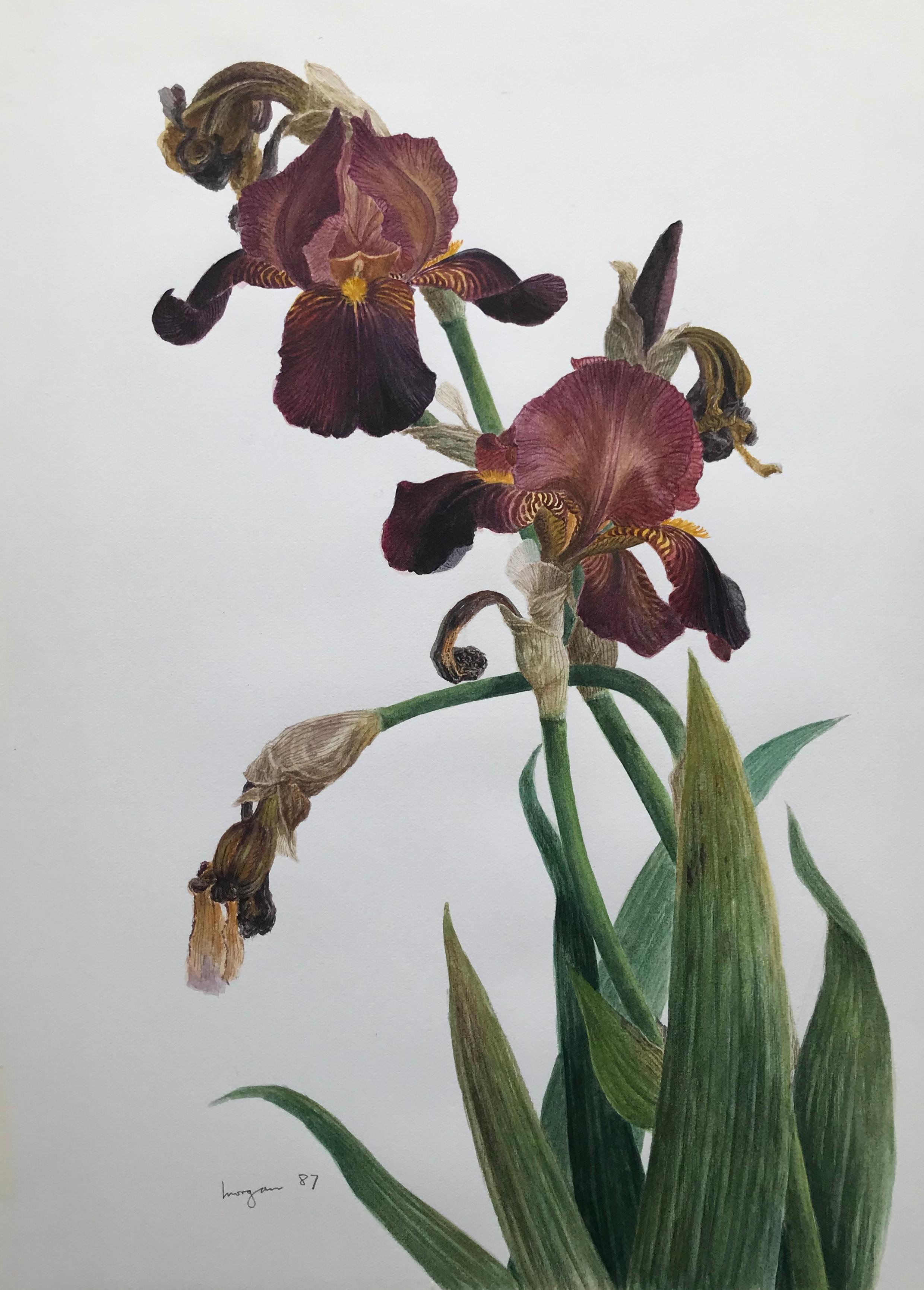 Glyn Morgan - Glyn Morgan, Benton End artist, Still life of Iris at ...