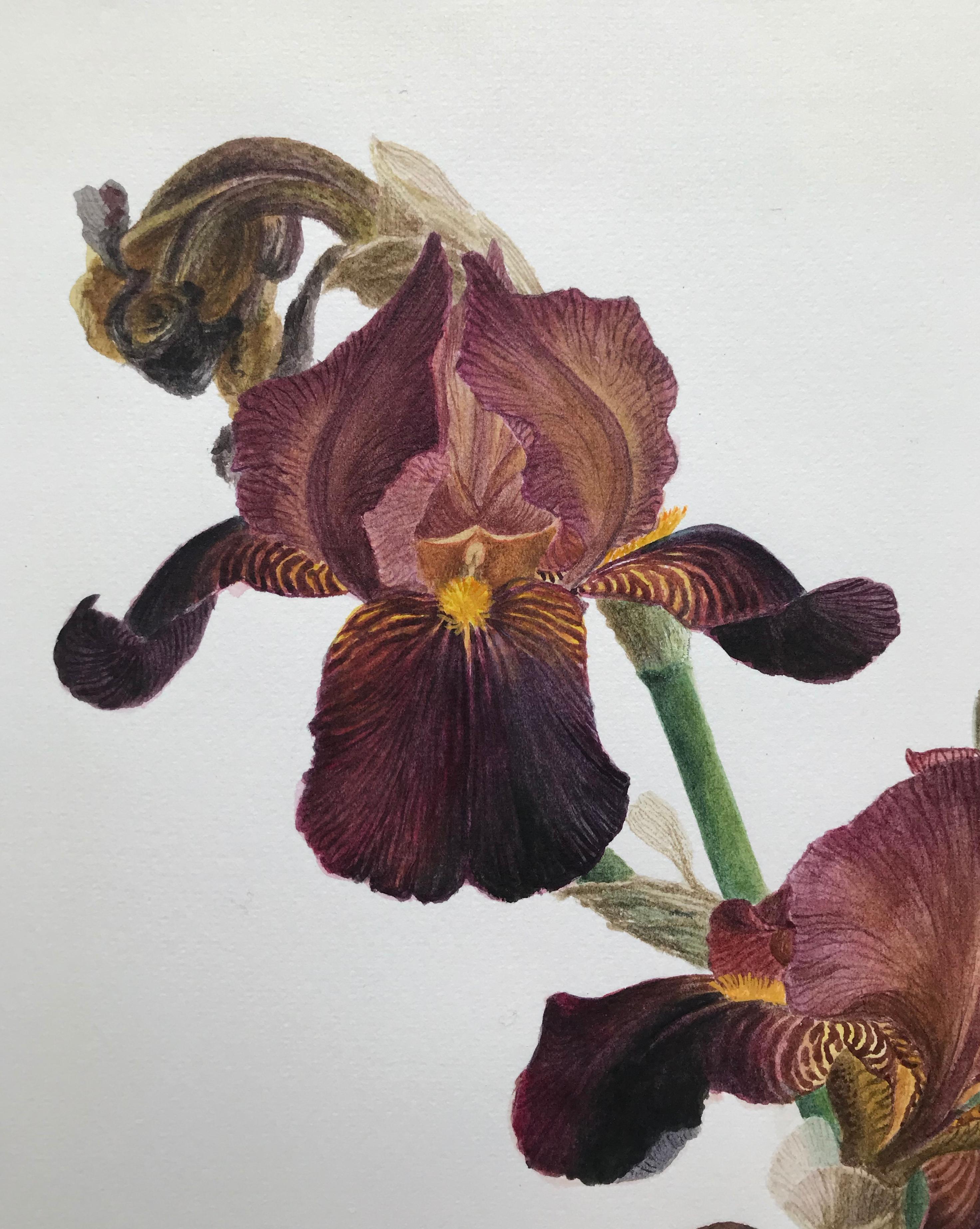 Glyn Morgan - Glyn Morgan, Benton End artist, Still life of Iris at ...