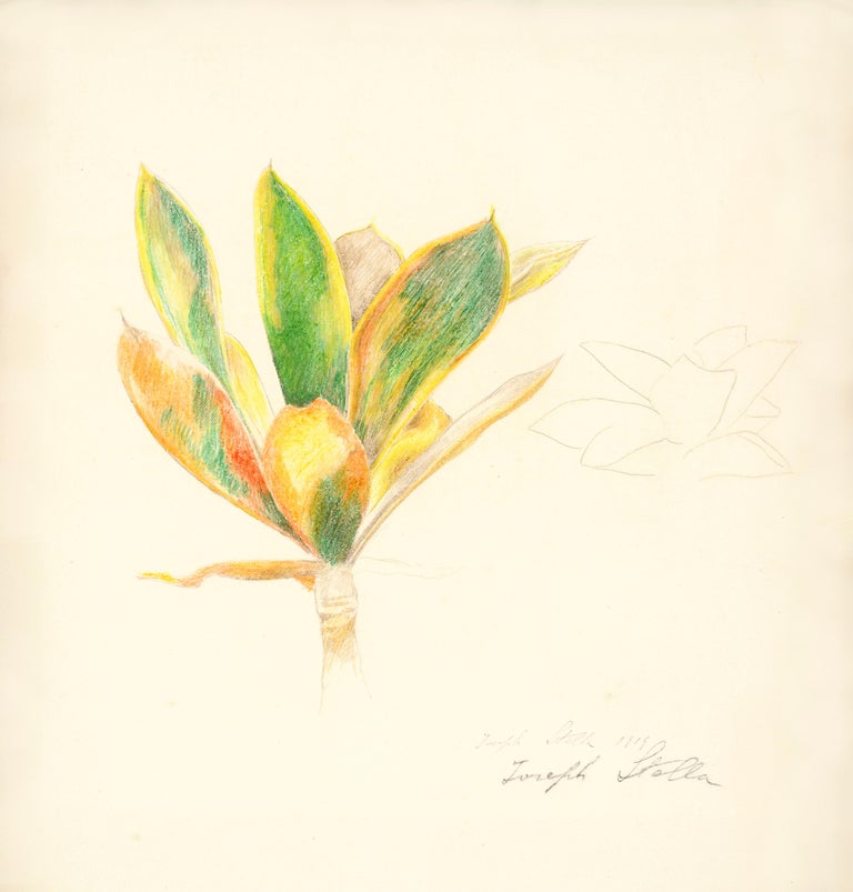 Joseph Stella - Magnolia, Joseph Stella, 1919, Crayon and Silverpoint ...
