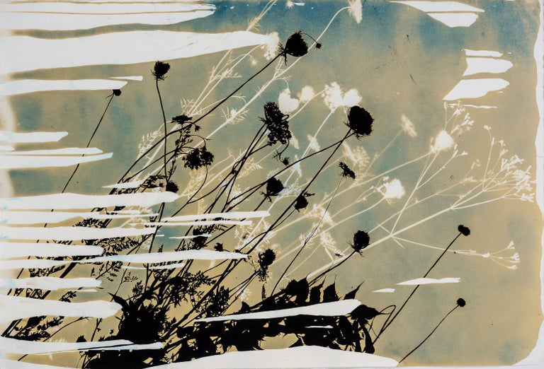 Caroline Bullock - Psychic Garden (Daucus Carota/Sanctuary) - botanical ...