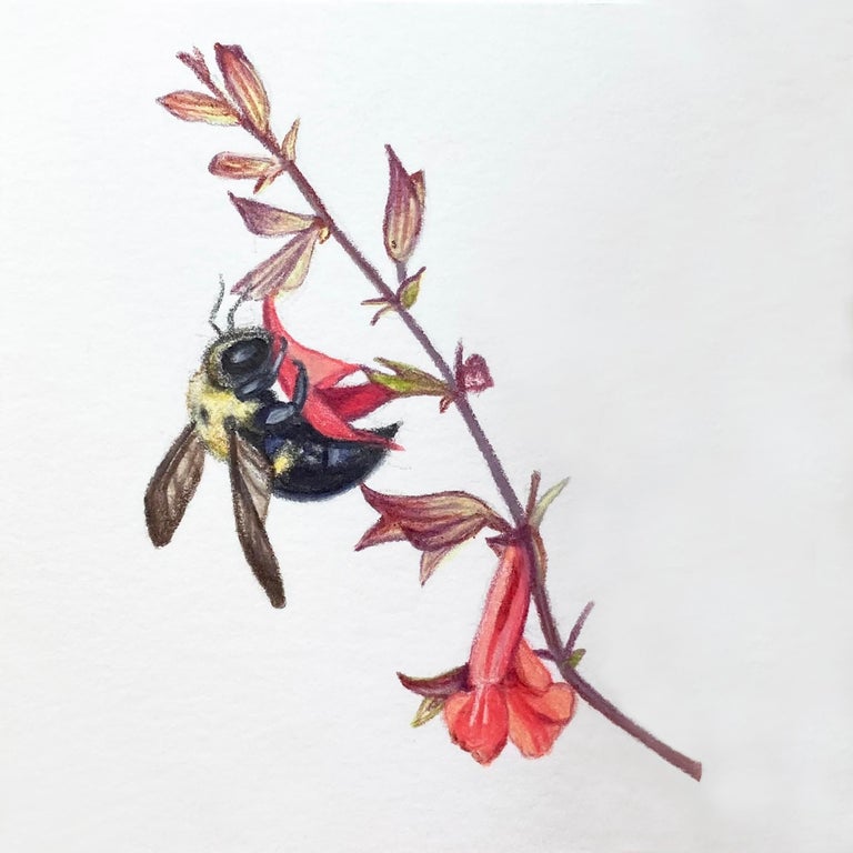 Hannah Hanlon - 'Bumble Bee' - insect illustration - colored pencil ...