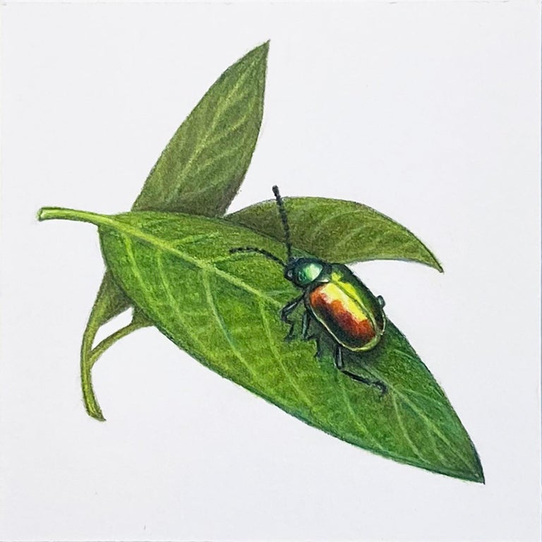 Hannah Hanlon - 'Dogbane Beetle' - insect illustration - colored pencil ...
