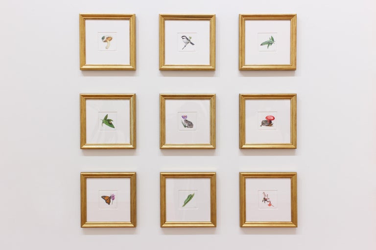 Hannah Hanlon - 'Tumble Bug' - insect illustration - colored pencil ...