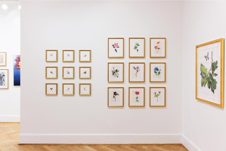 Hannah Hanlon - 'Tumble Bug' - insect illustration - colored pencil ...