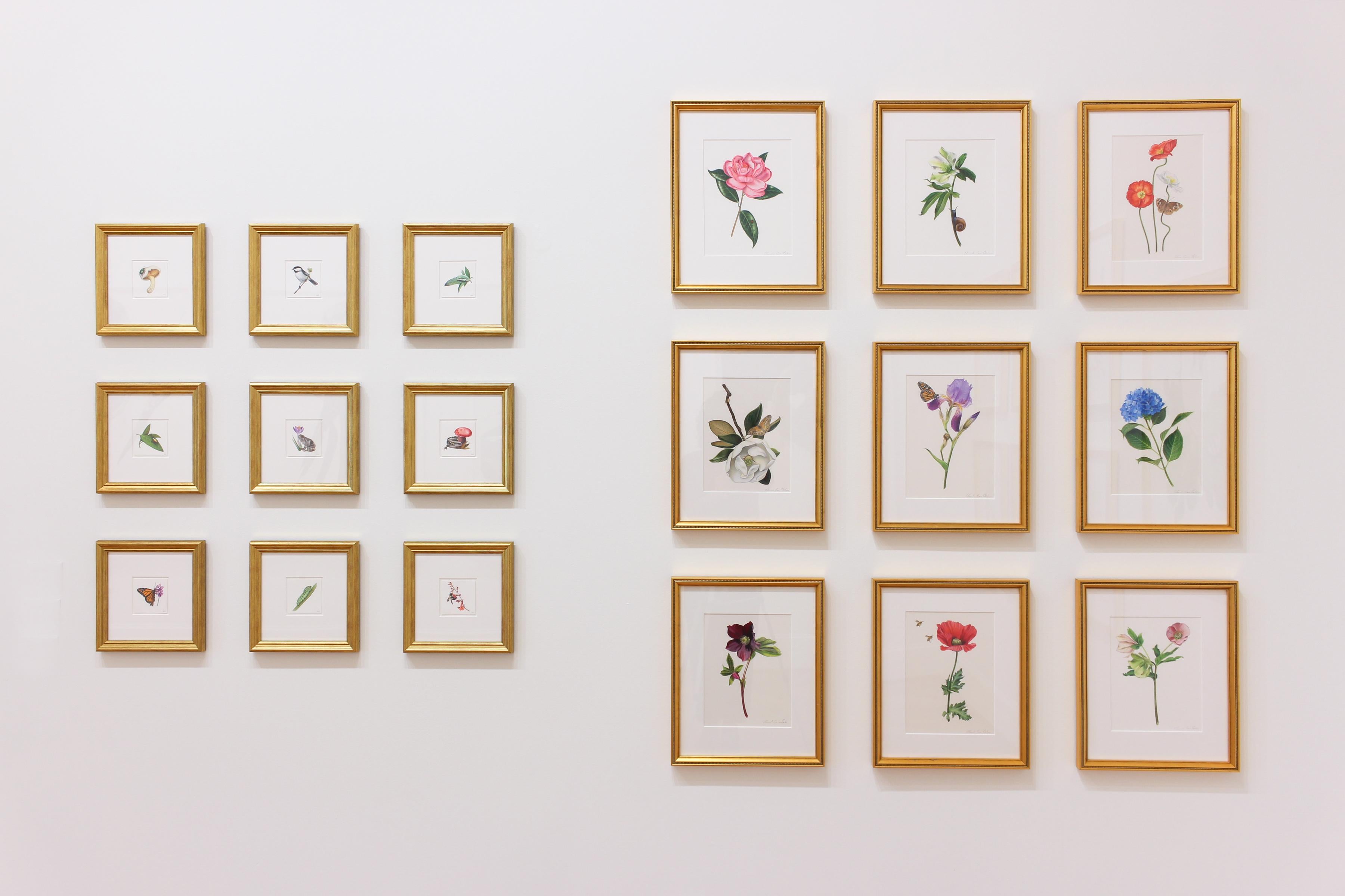 Hannah Hanlon - 'White Lenten with Snail' - floral illustration ...