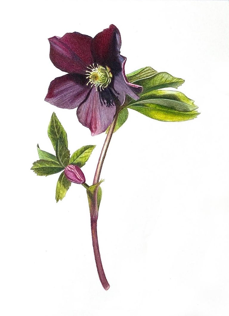 Hannah Hanlon - ''Dark Lenten'' - floral illustration - coloured pencil ...